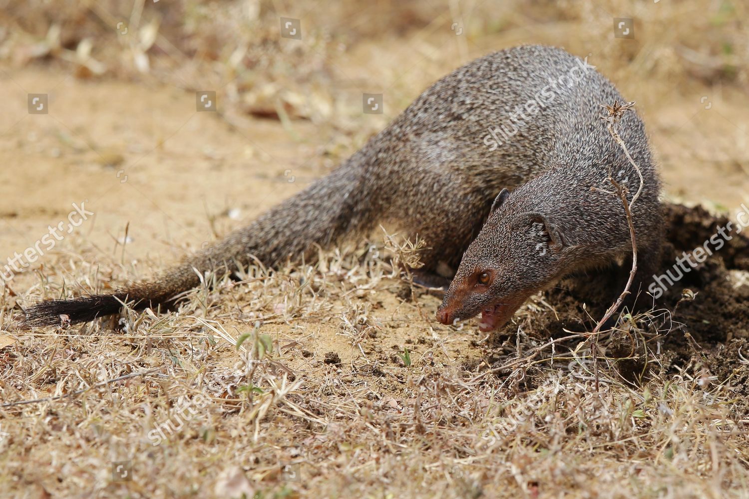 Mongoose Editorial Stock Photo - Stock Image | Shutterstock
