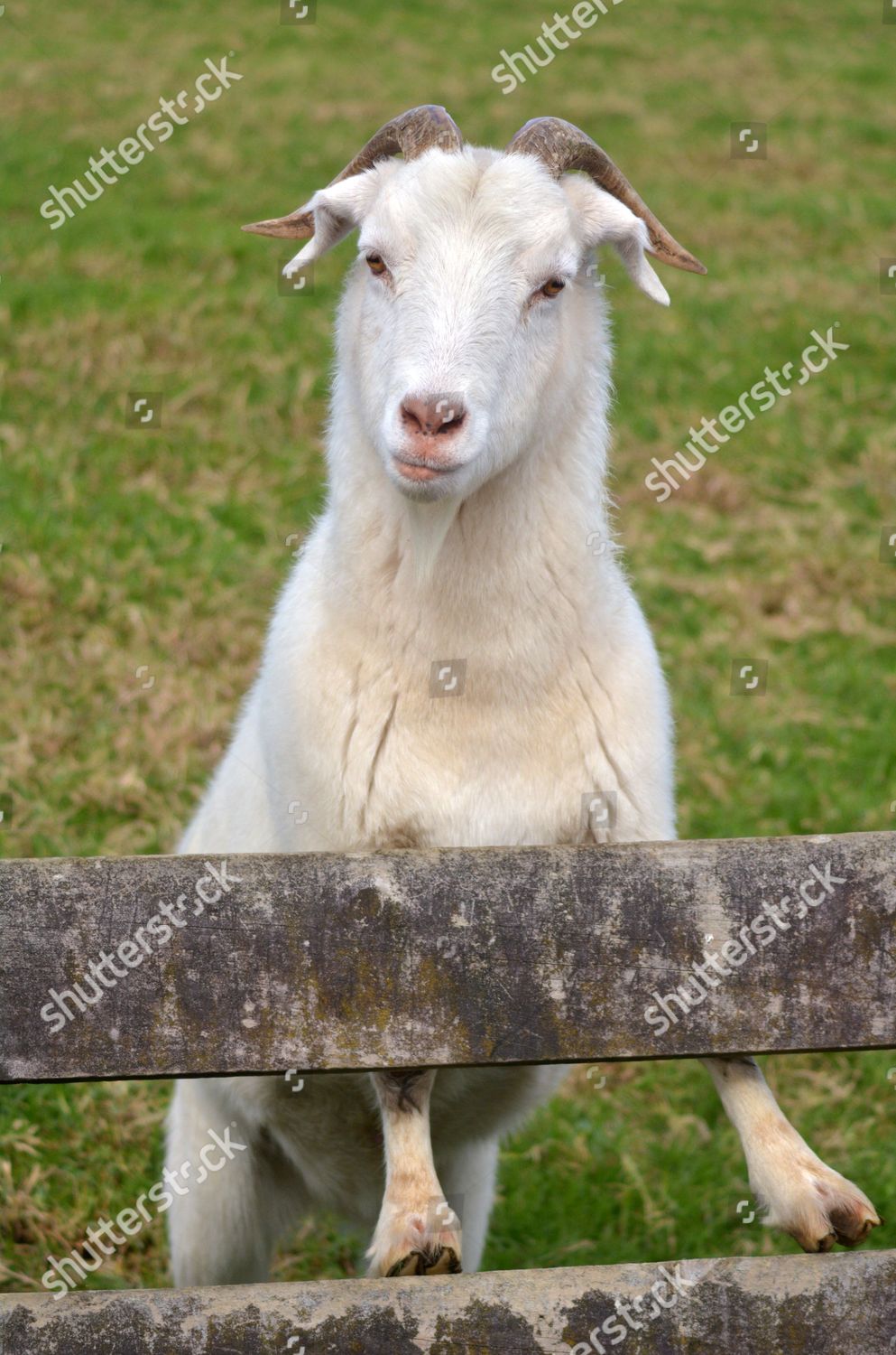 White Male Billy Goat Editorial Stock Photo - Stock Image | Shutterstock