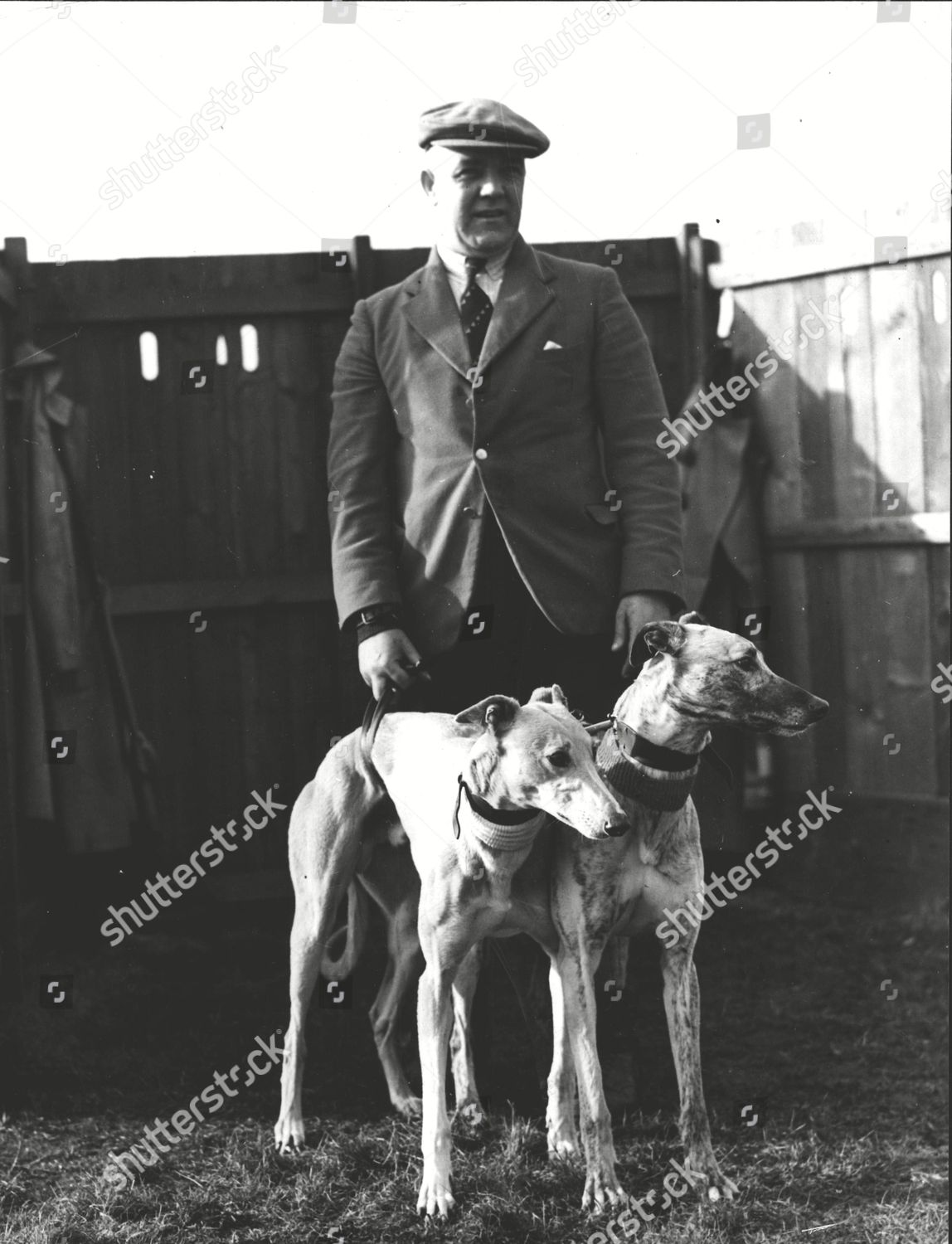 Waterloo Cup Coursing Finalist Dogs Delightful Editorial Stock Photo ...