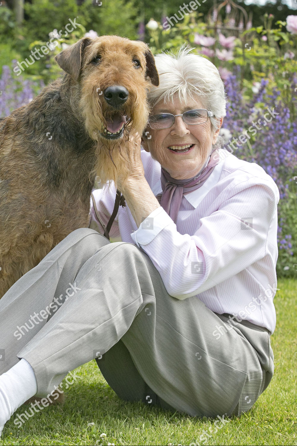 Marvin Airedale Terrier Countrys Most Expensive Editorial Stock Photo ...