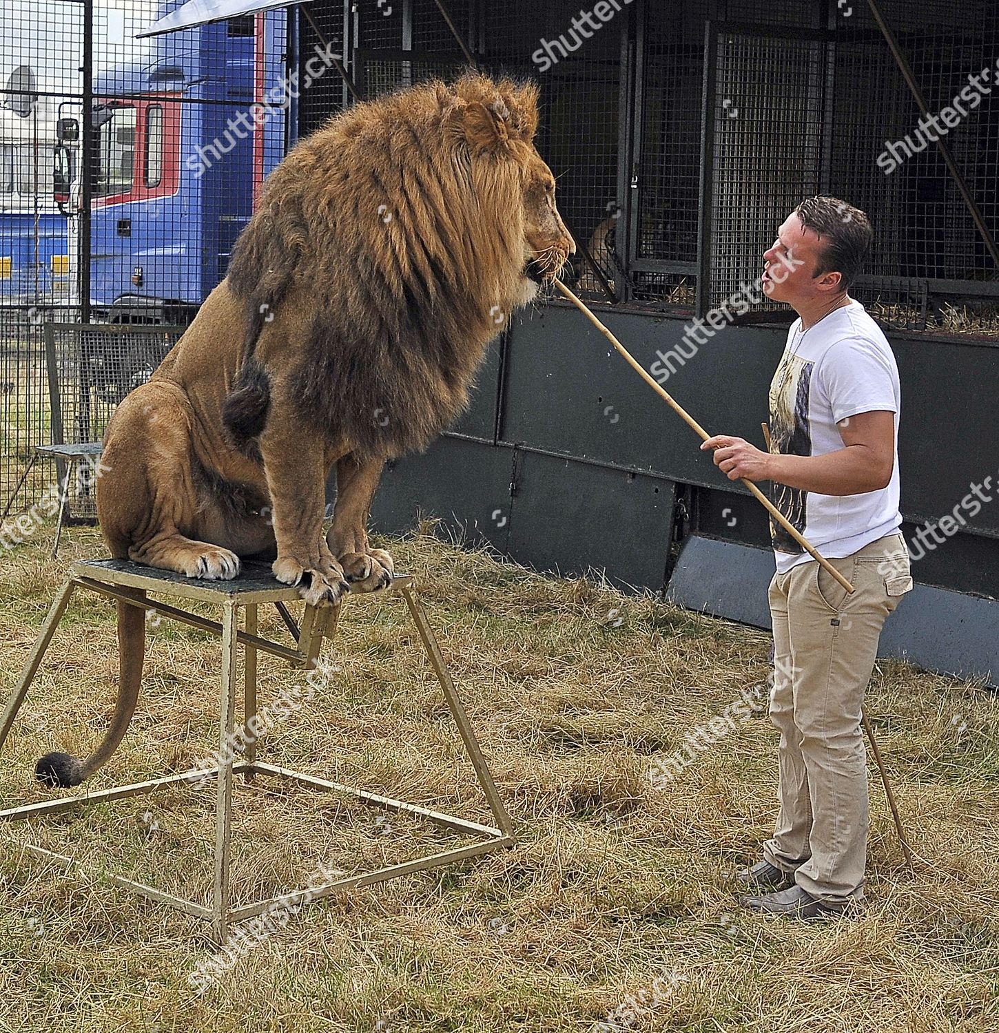 300614 Big Cat Trainer Thomas Chipperfield Editorial Stock Photo ...