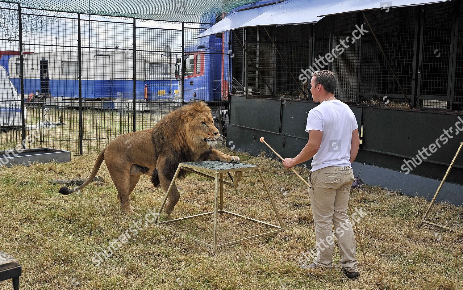 300614 Big Cat Trainer Thomas Chipperfield Editorial Stock Photo ...