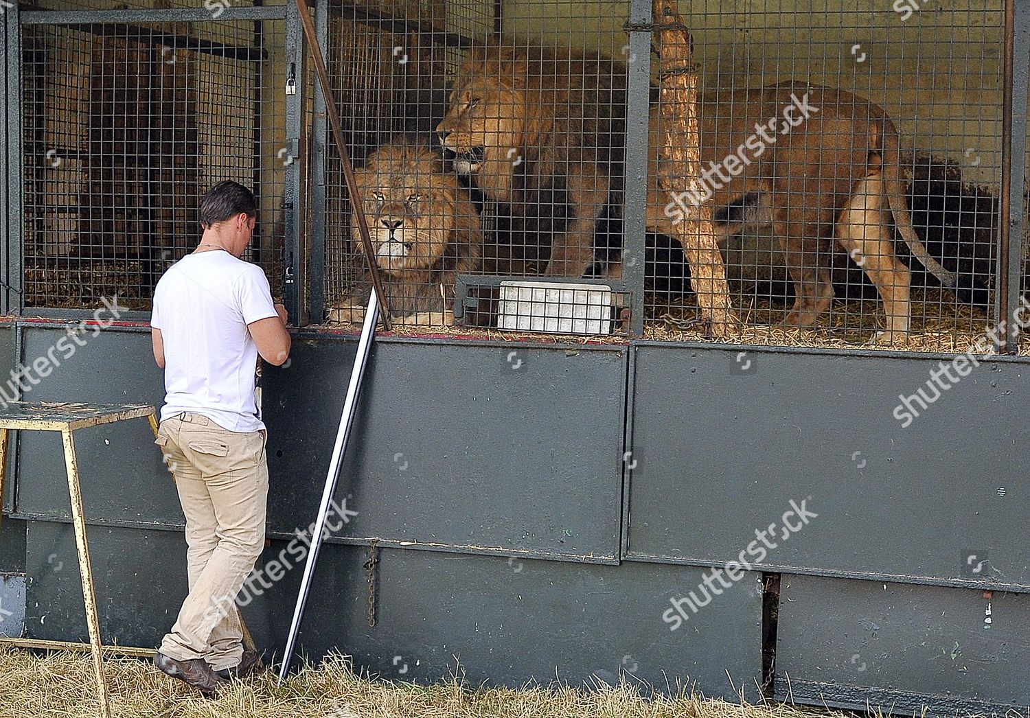 300614 Big Cat Trainer Thomas Chipperfield Editorial Stock Photo ...