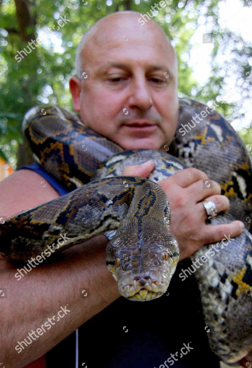 Man Holds Reticulated Python Editorial Stock Photo - Stock Image ...