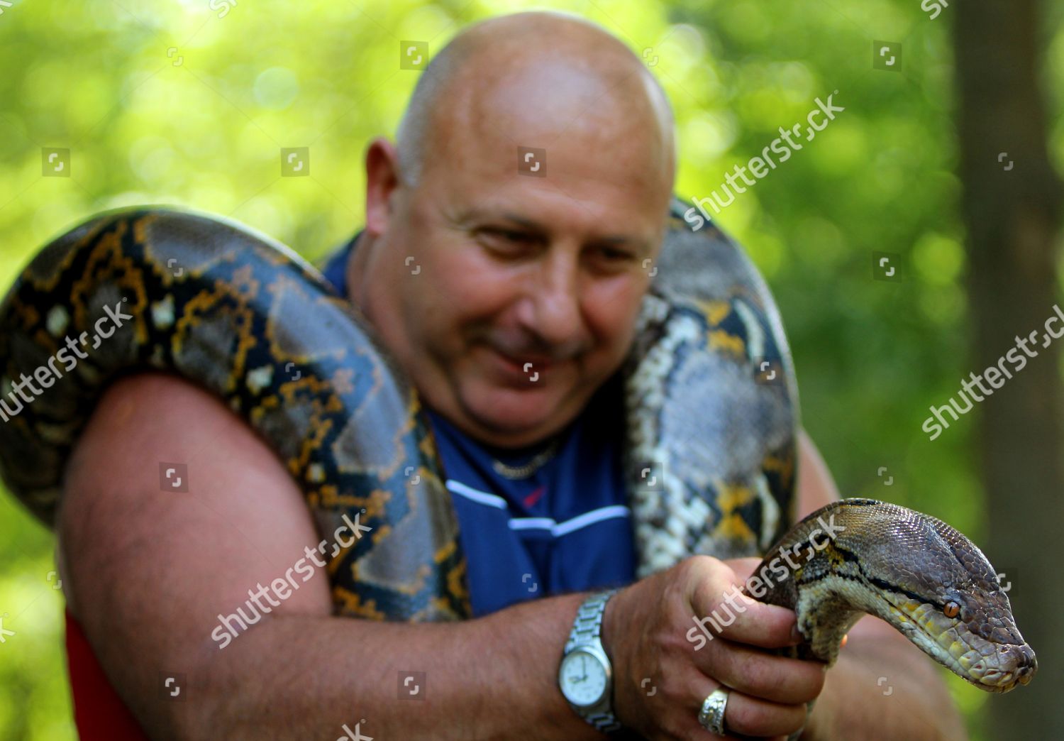 Man Holds Reticulated Python Editorial Stock Photo - Stock Image ...