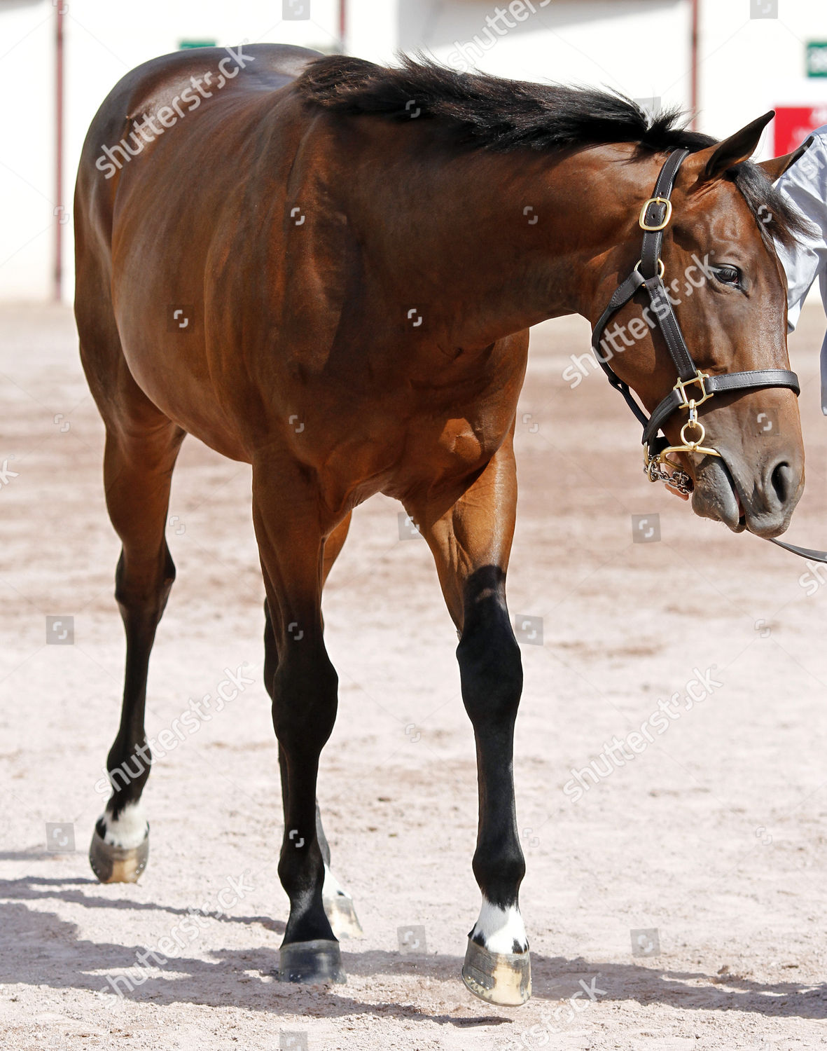 Yearling Colt By Frankel Out Danceabout Editorial Stock Photo - Stock ...