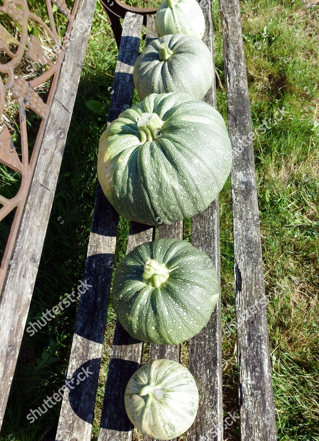 Freshly Picked Round Courgettes French Country Editorial Stock Photo ...