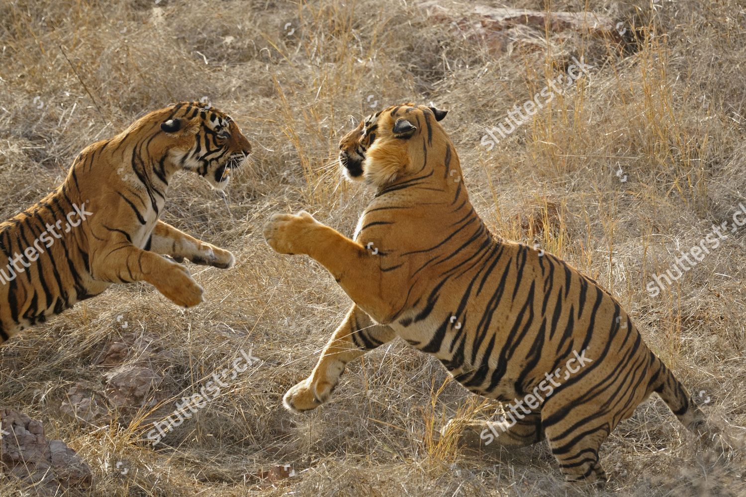 Mating Pair Two Indian Bengal Tigers Editorial Stock Photo - Stock ...