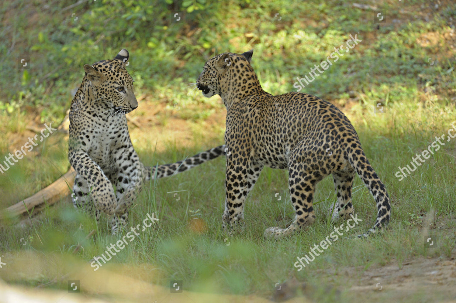 Two Sri Lankan Leopards Panthera Pardus Editorial Stock Photo - Stock ...