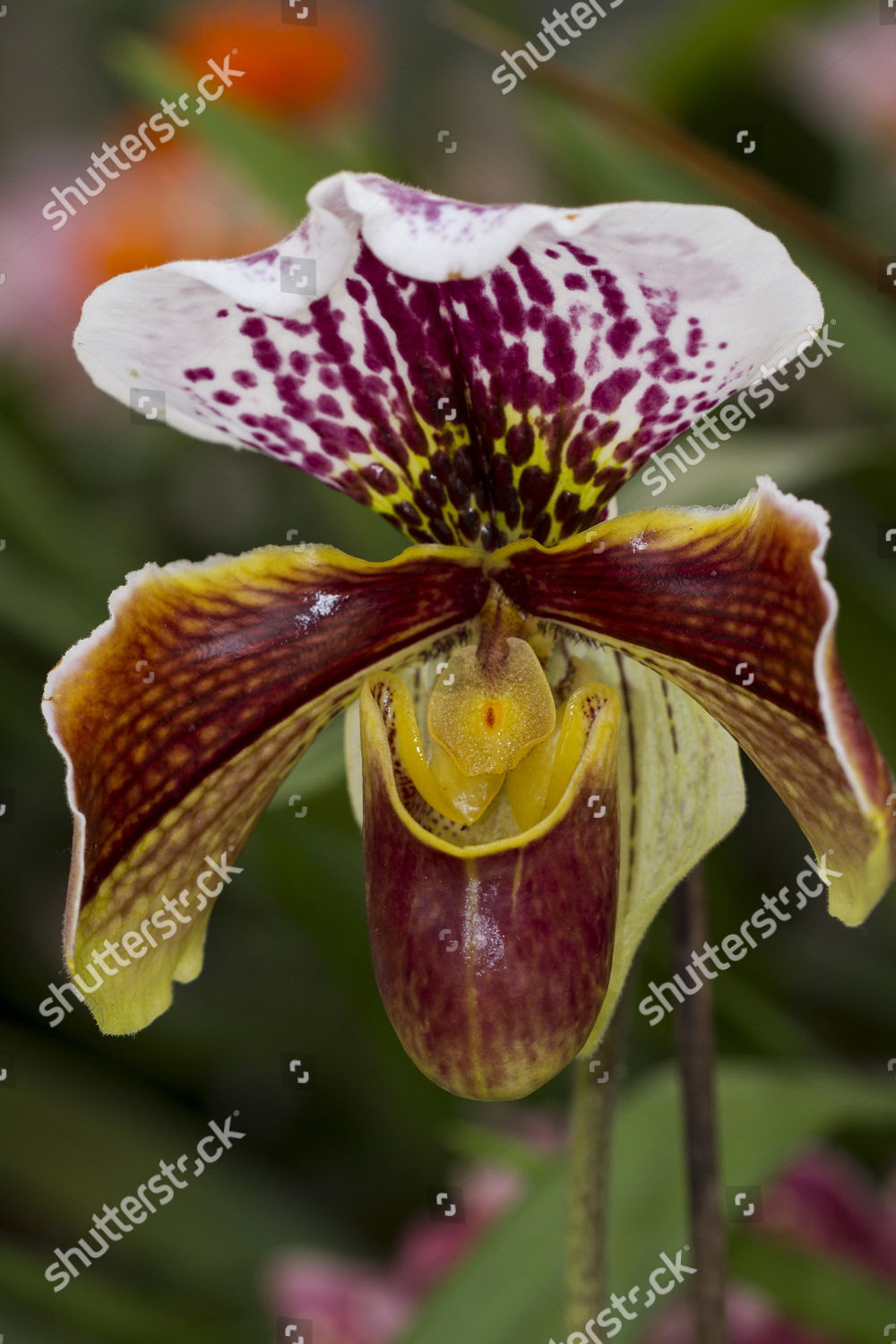 Ladys Slipper Paphiopedilum Sanactaeus Orchidaceae Orchid Editorial ...
