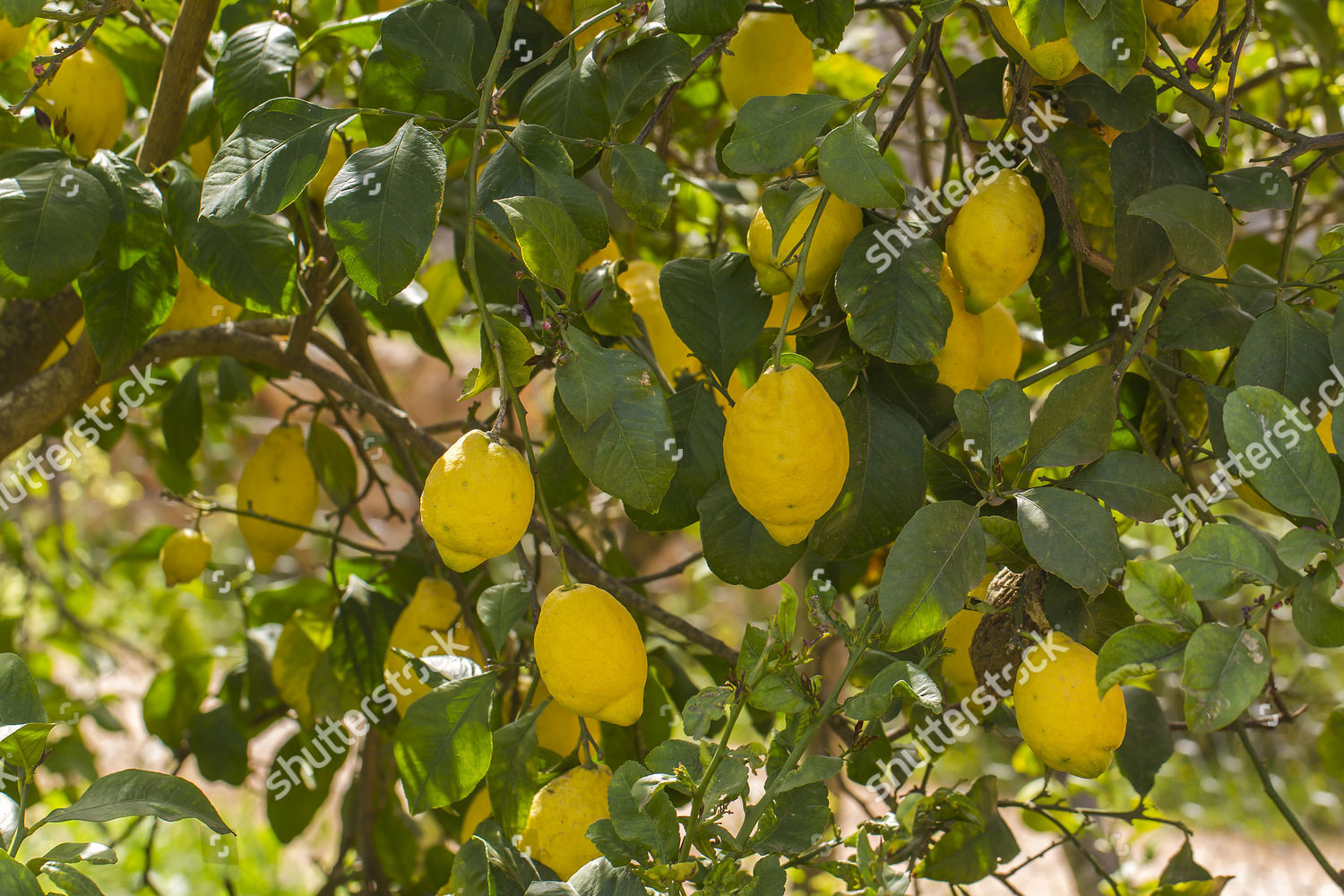 Lemon Tree Majorca Balearic Islands Spain Editorial Stock Photo - Stock ...