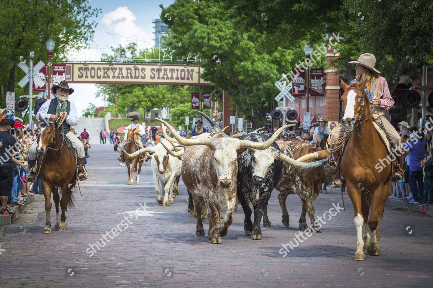 Cattle Drive Texas Longhorn Cattle Cowboys Editorial Stock Photo ...