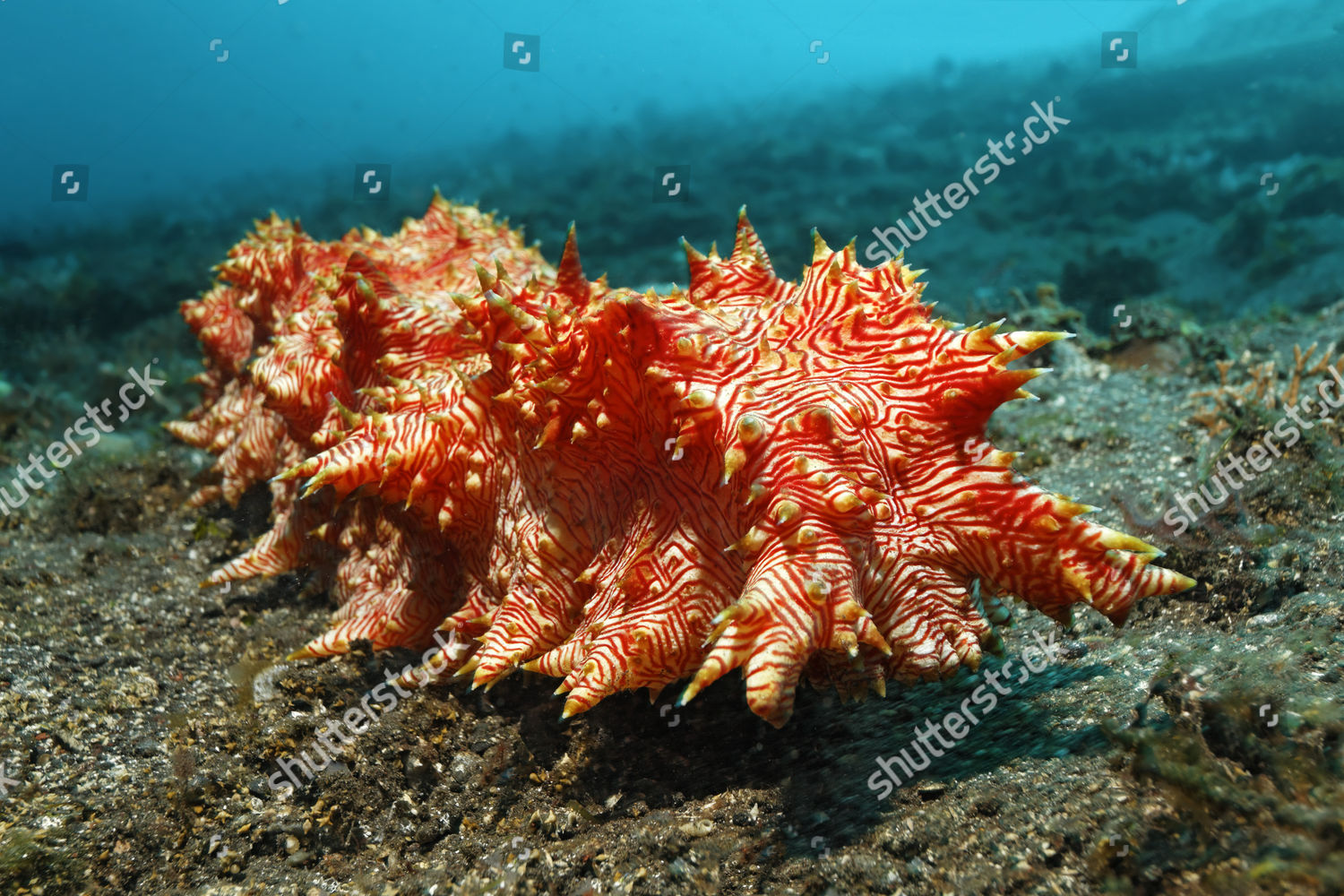 Redstriped Sea Cucumber Thelenota Rubralineata Bali Editorial Stock ...