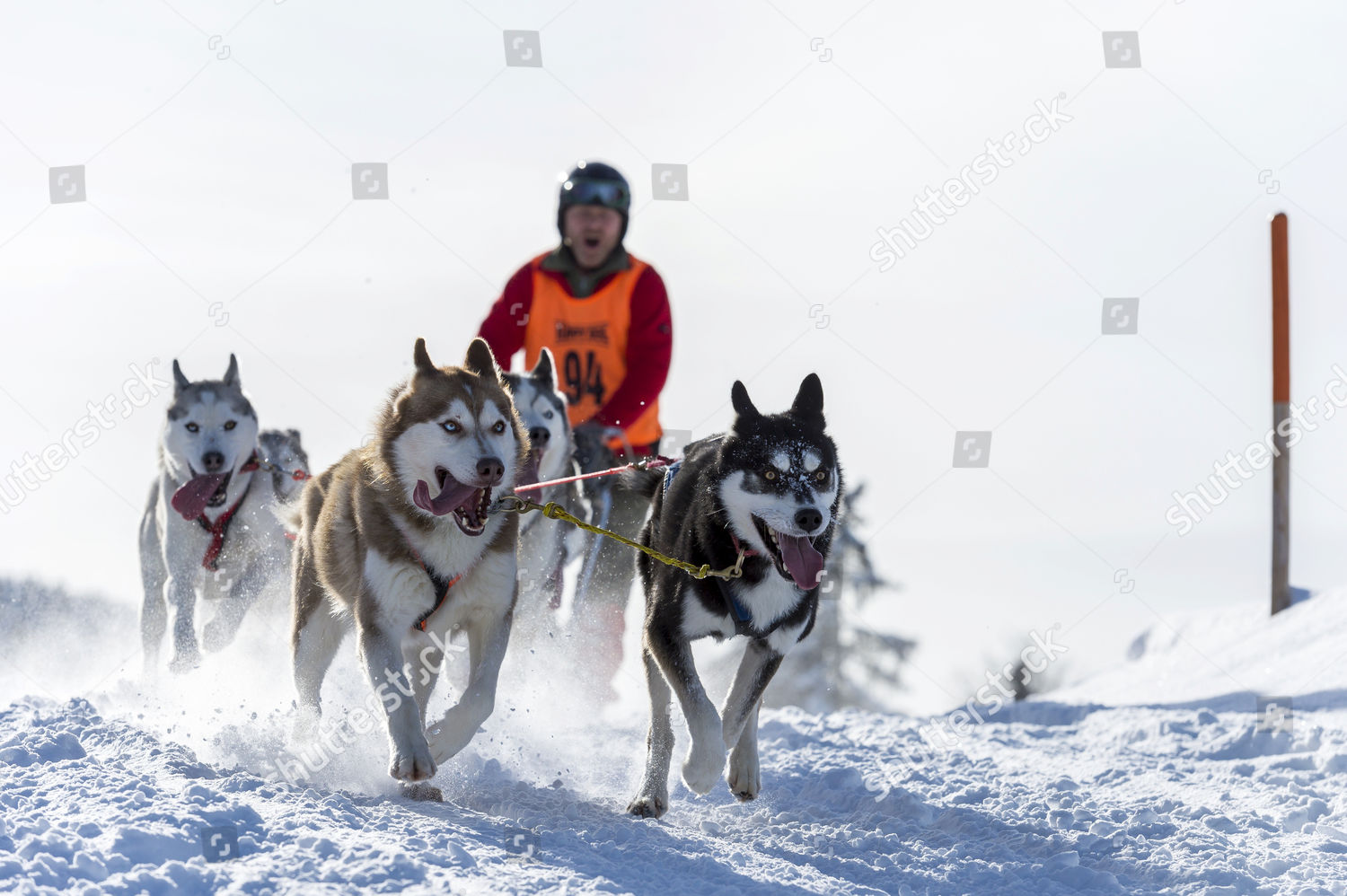 Sled Dog Racing Sled Dog Team Editorial Stock Photo - Stock Image ...