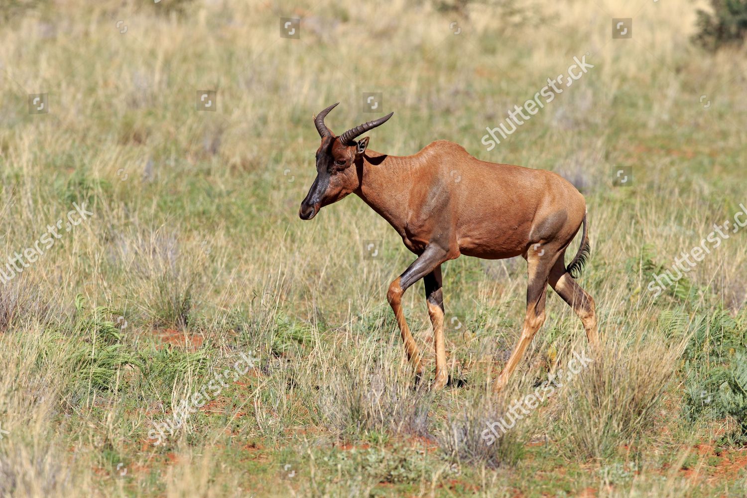 Common Tsessebe Sassaby Damaliscus Lunatus Adult Editorial Stock Photo ...