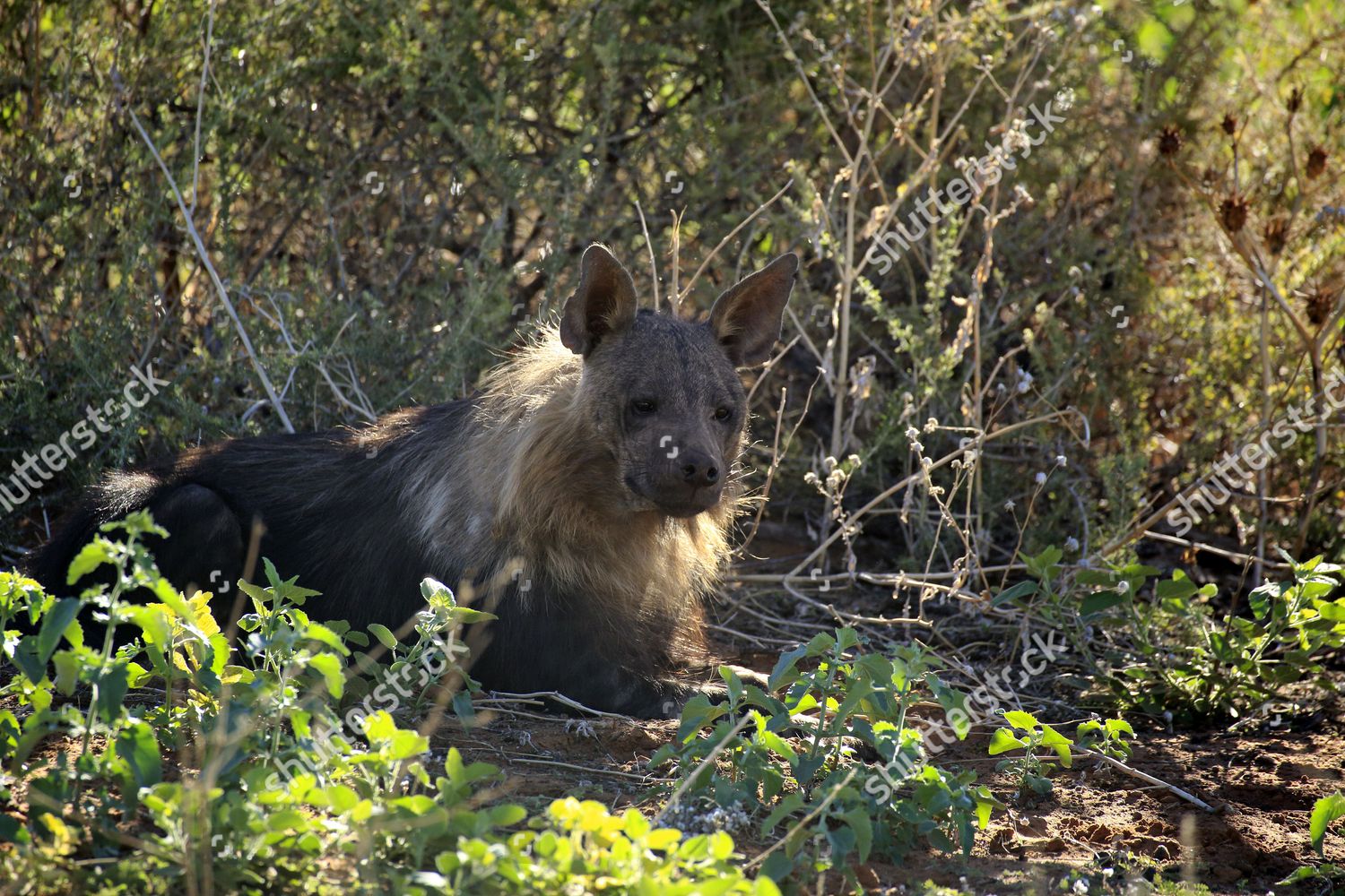 Brown Hyena Parahyaena Brunnea Hyaena Brunnea Editorial Stock Photo ...