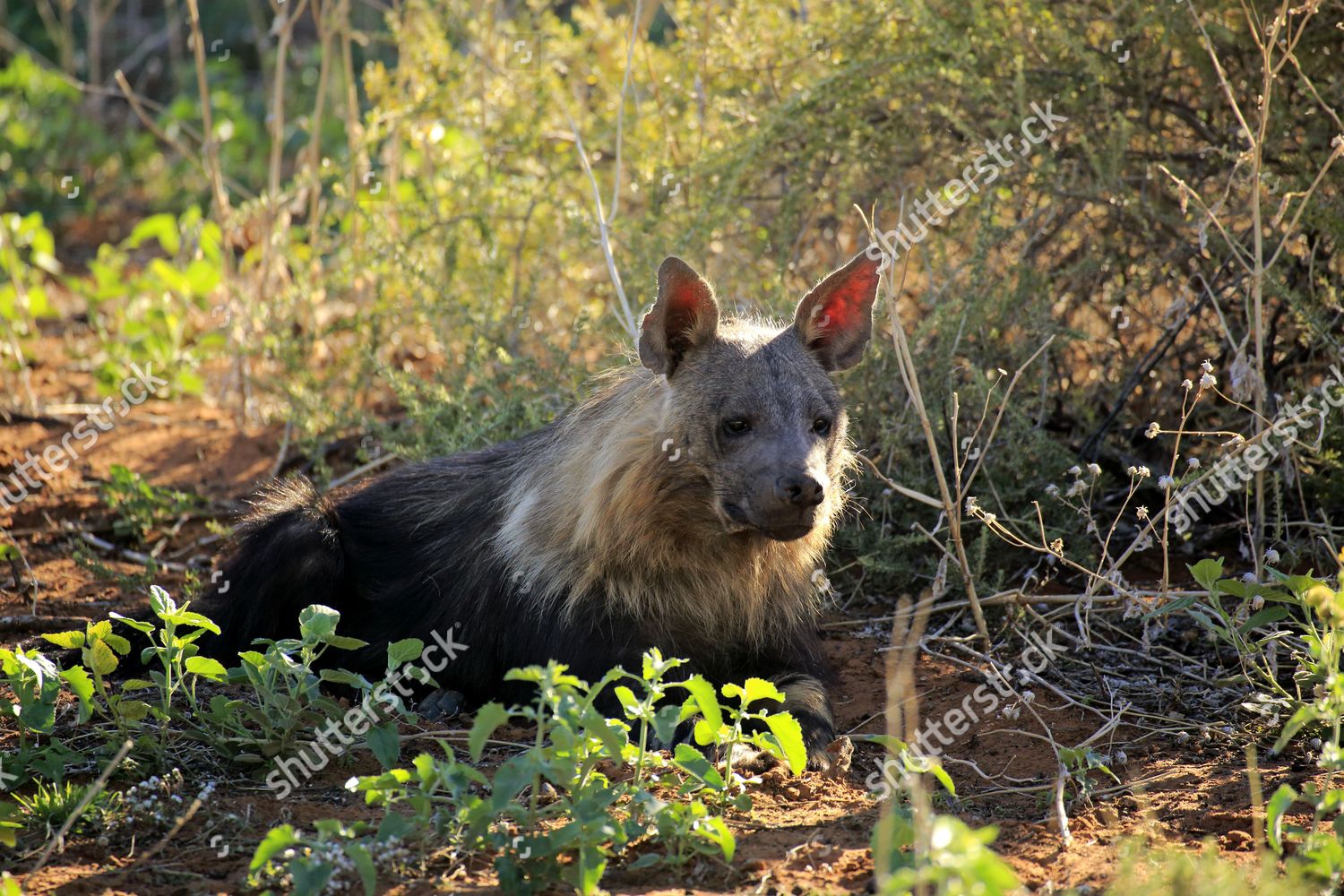 Brown Hyena Parahyaena Brunnea Hyaena Brunnea Editorial Stock Photo ...