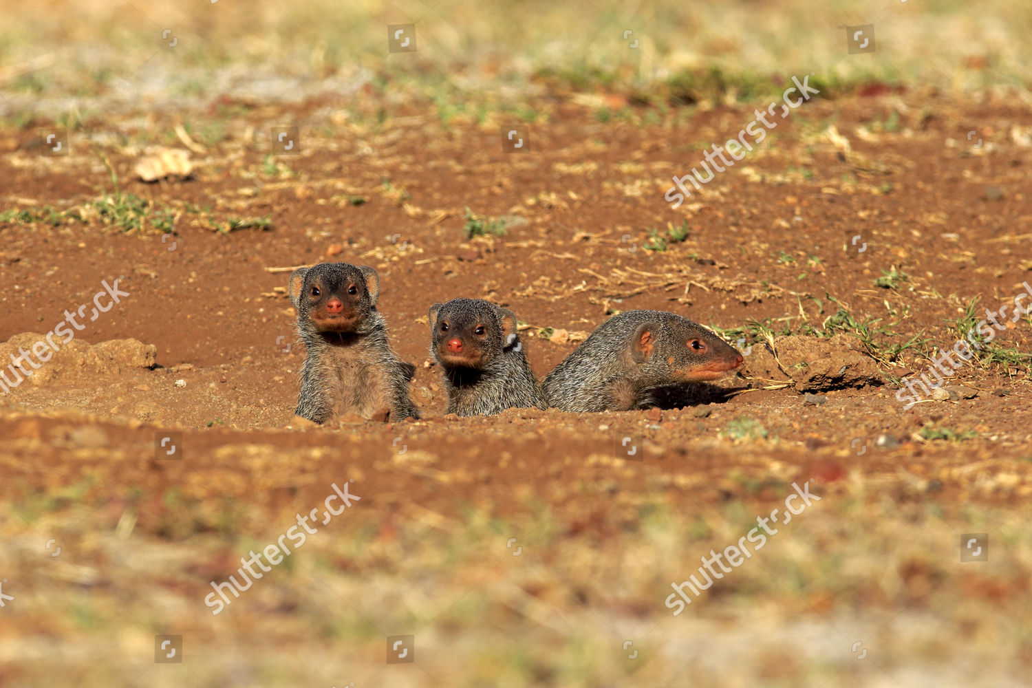 Banded Mongooses Mungos Mungo Three Looking Editorial Stock Photo ...