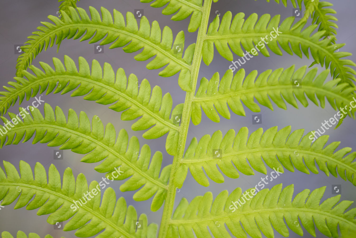 Male Fern Dryopteris Filixmas Hesse Germany Editorial Stock Photo ...