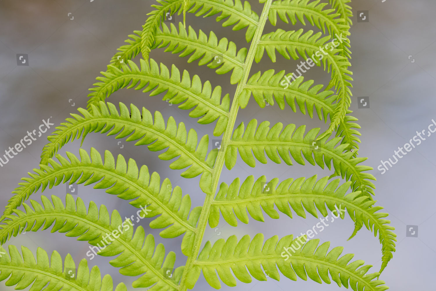 Male Fern Dryopteris Filixmas Hesse Germany Editorial Stock Photo ...