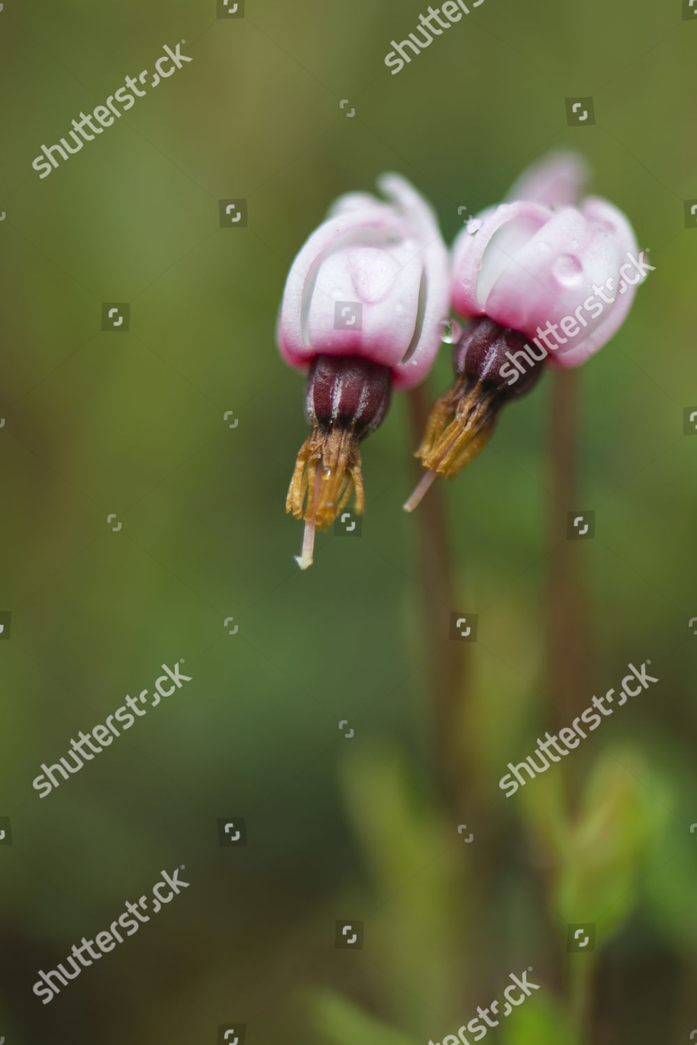 Cranberry Vaccinium Oxycoccus Flowers Emsland Lower Editorial Stock ...