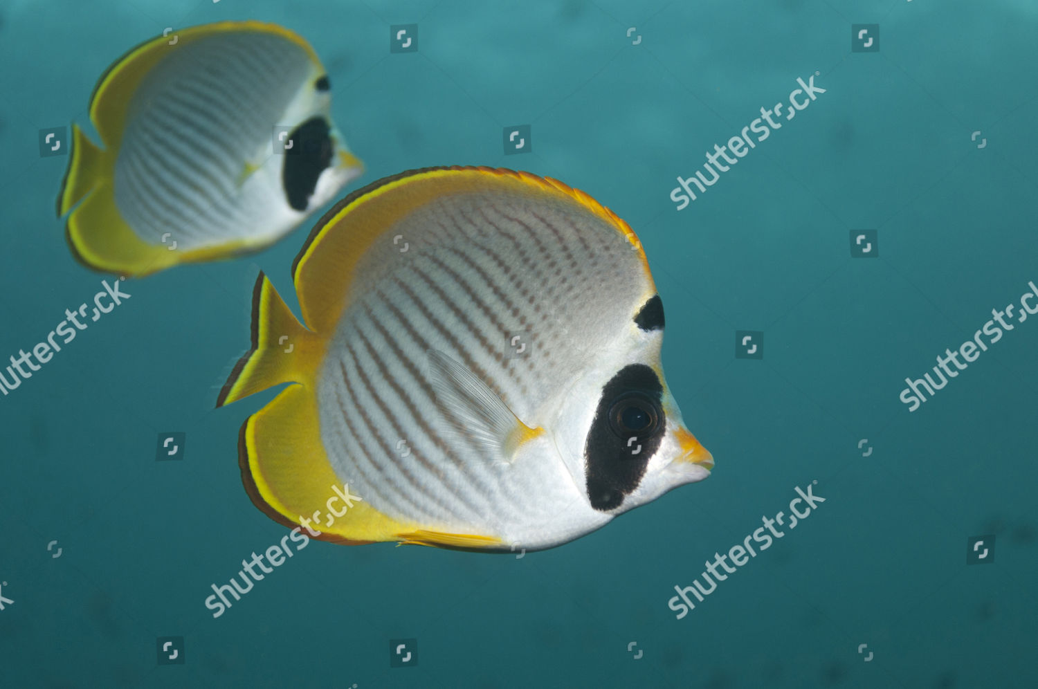 Philippine Butterflyfish Chaetodon Adiergastos Two Bali Editorial Stock ...