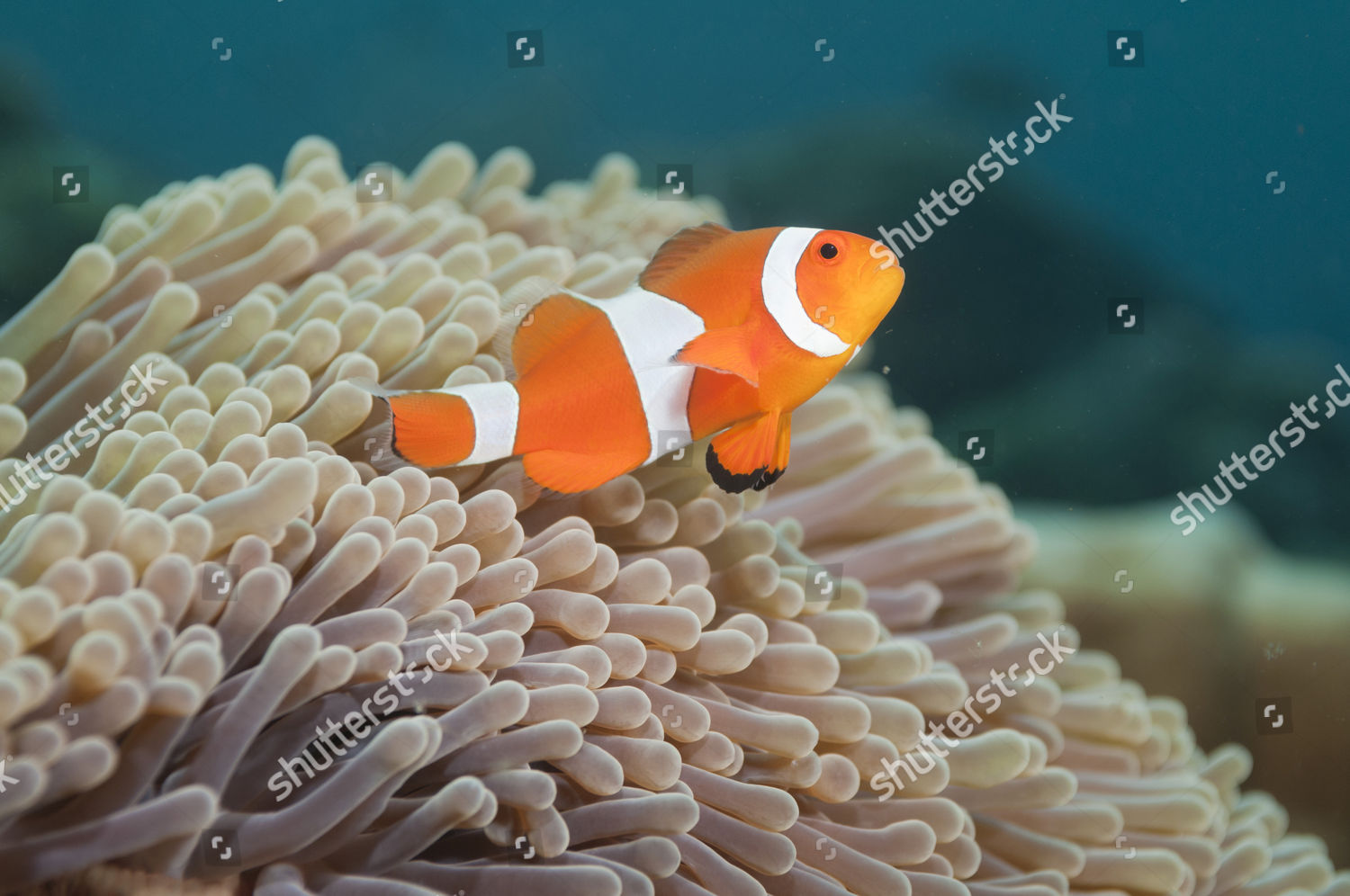 Ocellaris Clownfish Amphiprion Ocellaris Sea Anemone Editorial Stock ...