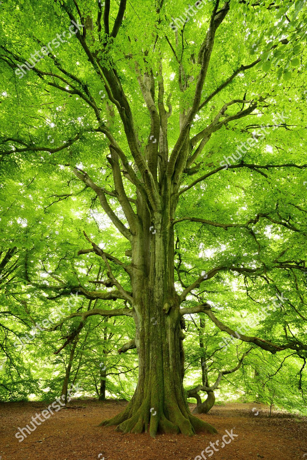Huge Old Mosscovered Gnarled Beech Former Editorial Stock Photo - Stock ...