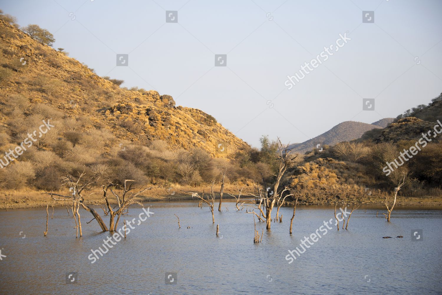 Andreas Dam Dead Trees Khomas Region Editorial Stock Photo - Stock ...