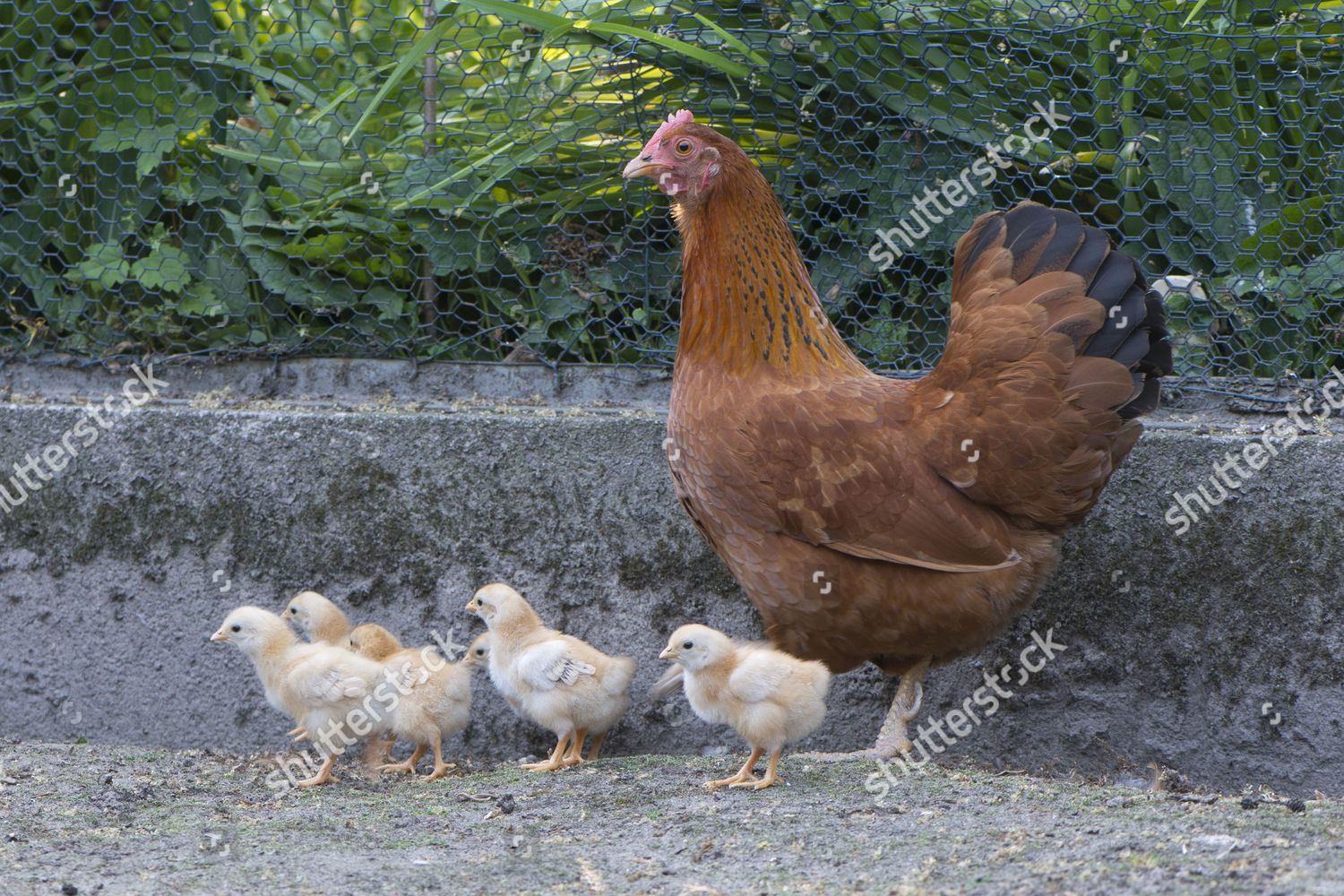 Dwarf New Hampshire Hen Chicks Emsland Editorial Stock Photo - Stock ...