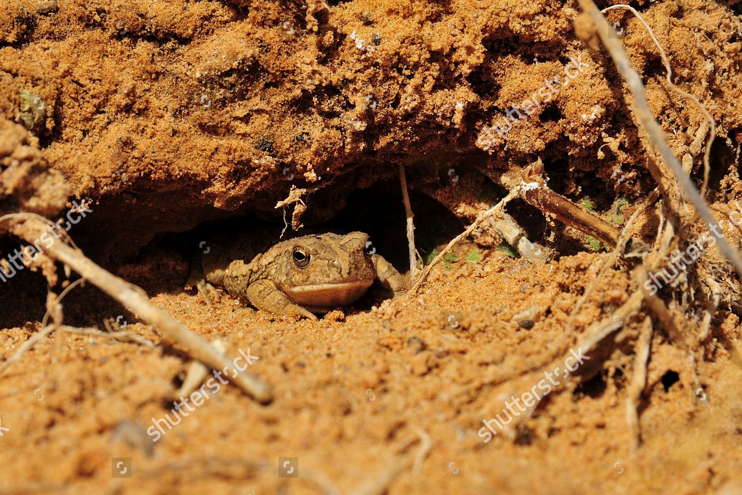Berber Toad Mauritanian Toad Bufo Mauritanicus Editorial Stock Photo ...
