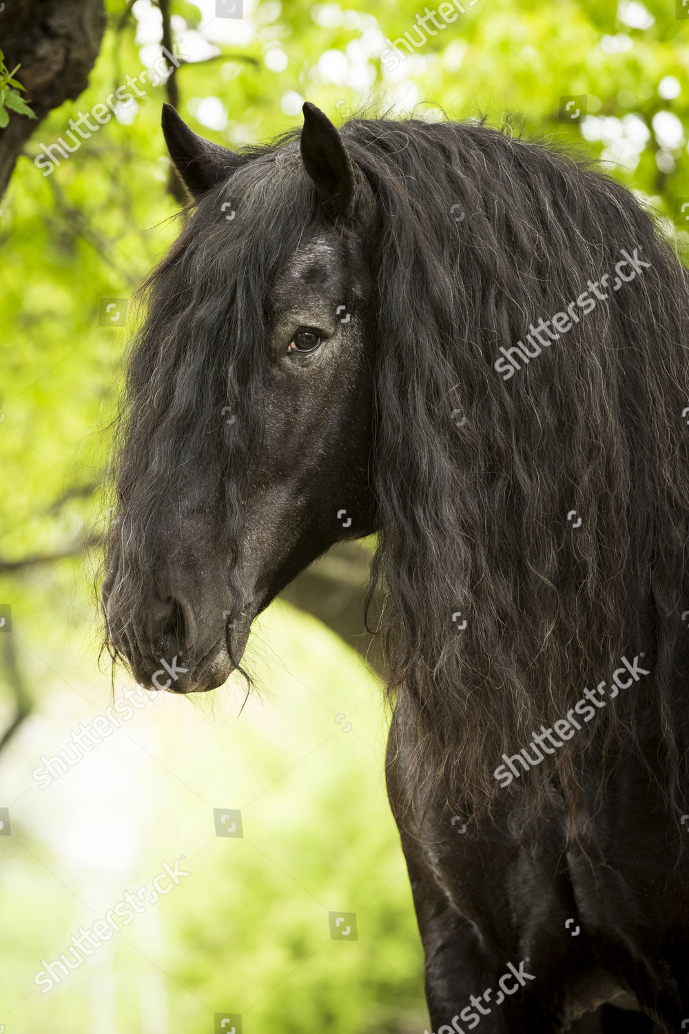 Noriker Stallion Animal Portrait Editorial Stock Photo - Stock Image ...