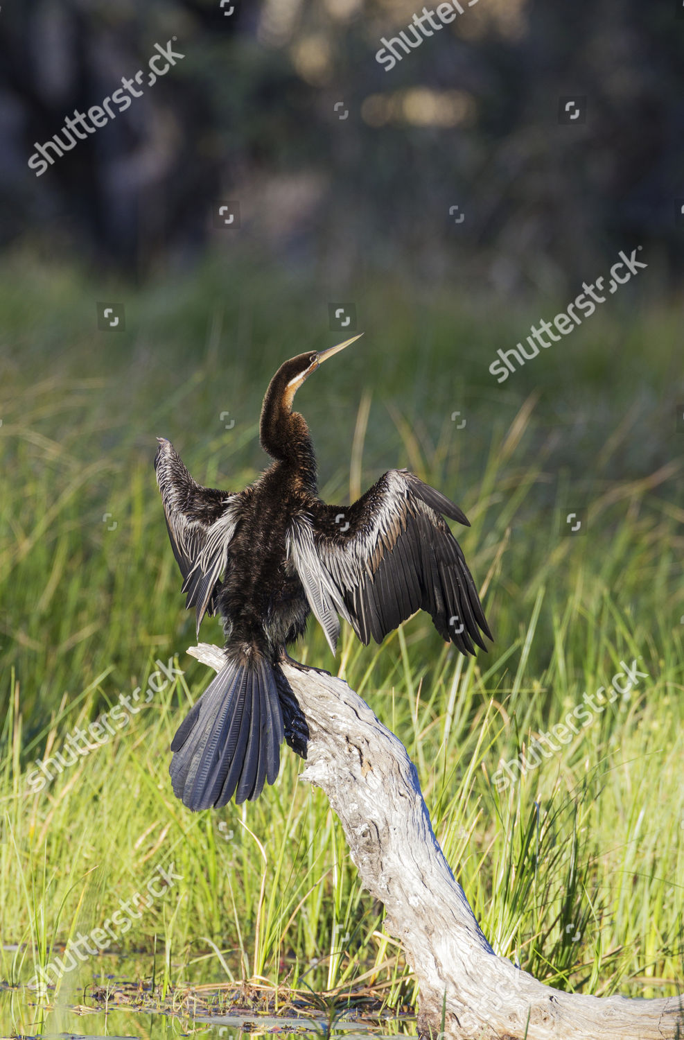 African Darter Anhinga Rufa Basking On Editorial Stock Photo - Stock ...