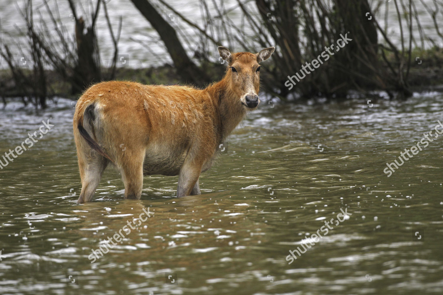Pere Davids Deer Milu Elaphure Elaphurus Editorial Stock Photo - Stock ...