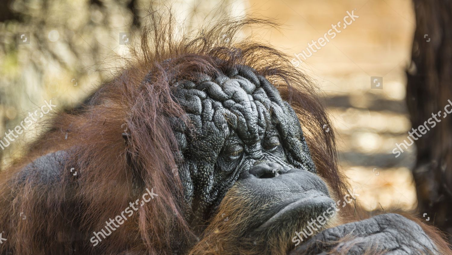 Old Orangutan Female Pongo Looking Contemplative Editorial Stock Photo ...