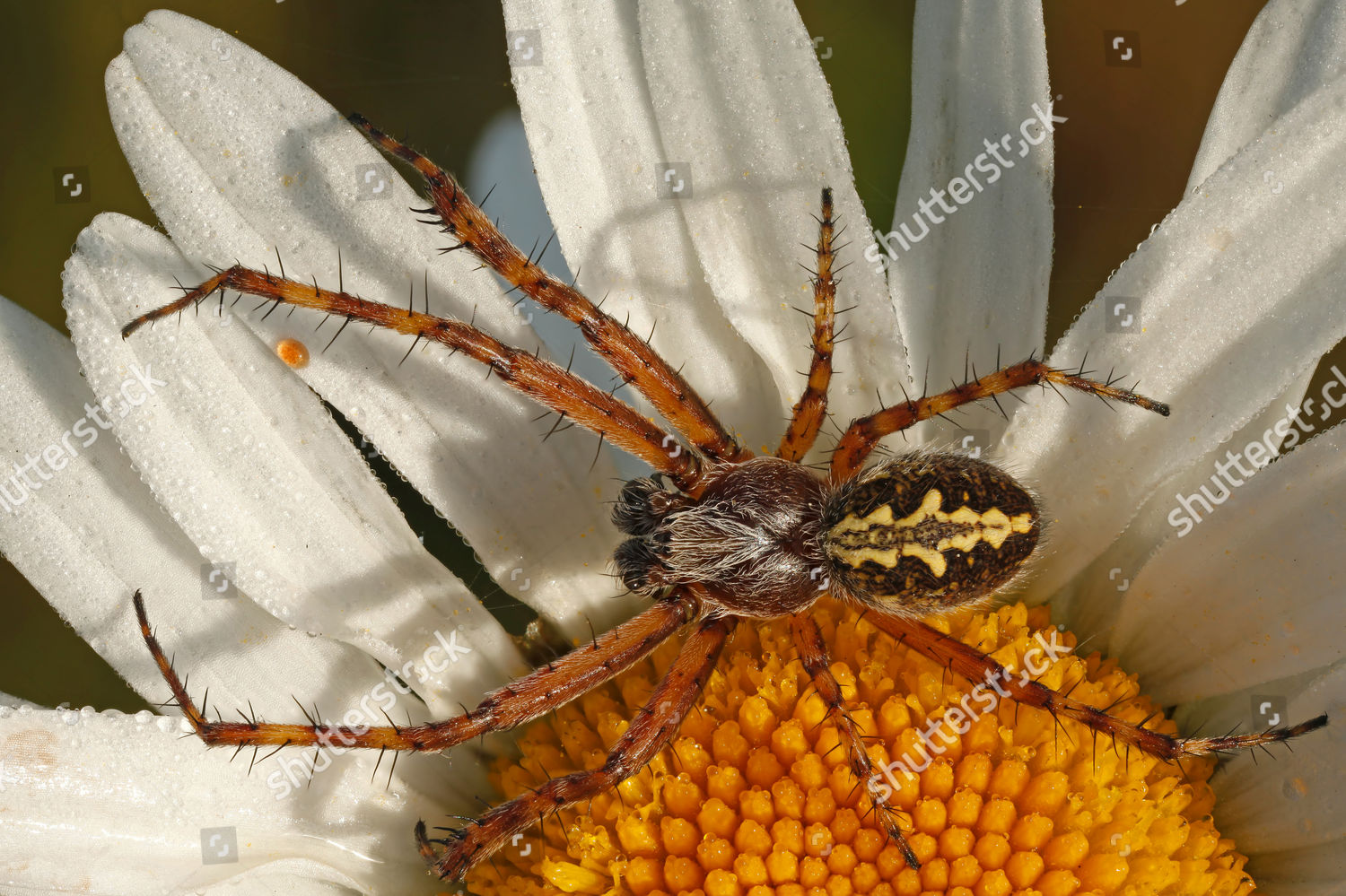 Oak Spider Aculepeira Ceropegia Male Hesse Editorial Stock Photo ...