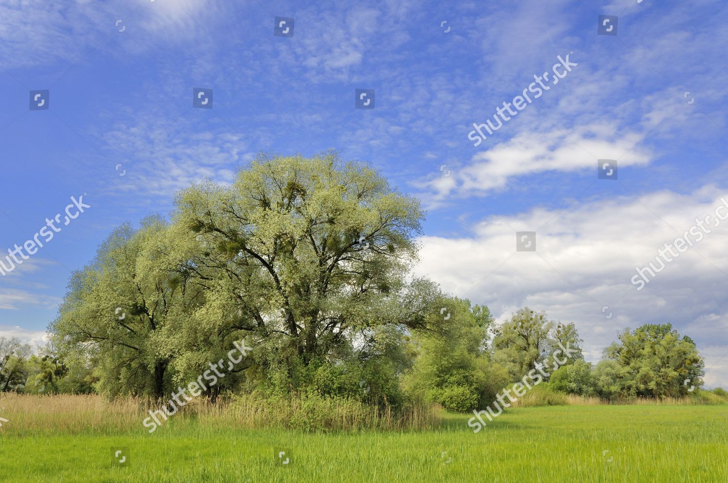 Willow Salix Sp Mistletoe Viscum Sp Editorial Stock Photo - Stock Image ...