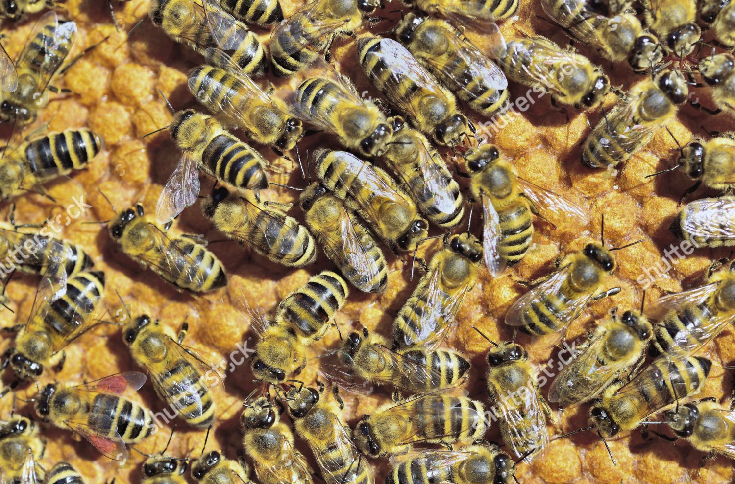 European Honey Bees Apis Mellifera Var Editorial Stock Photo - Stock ...