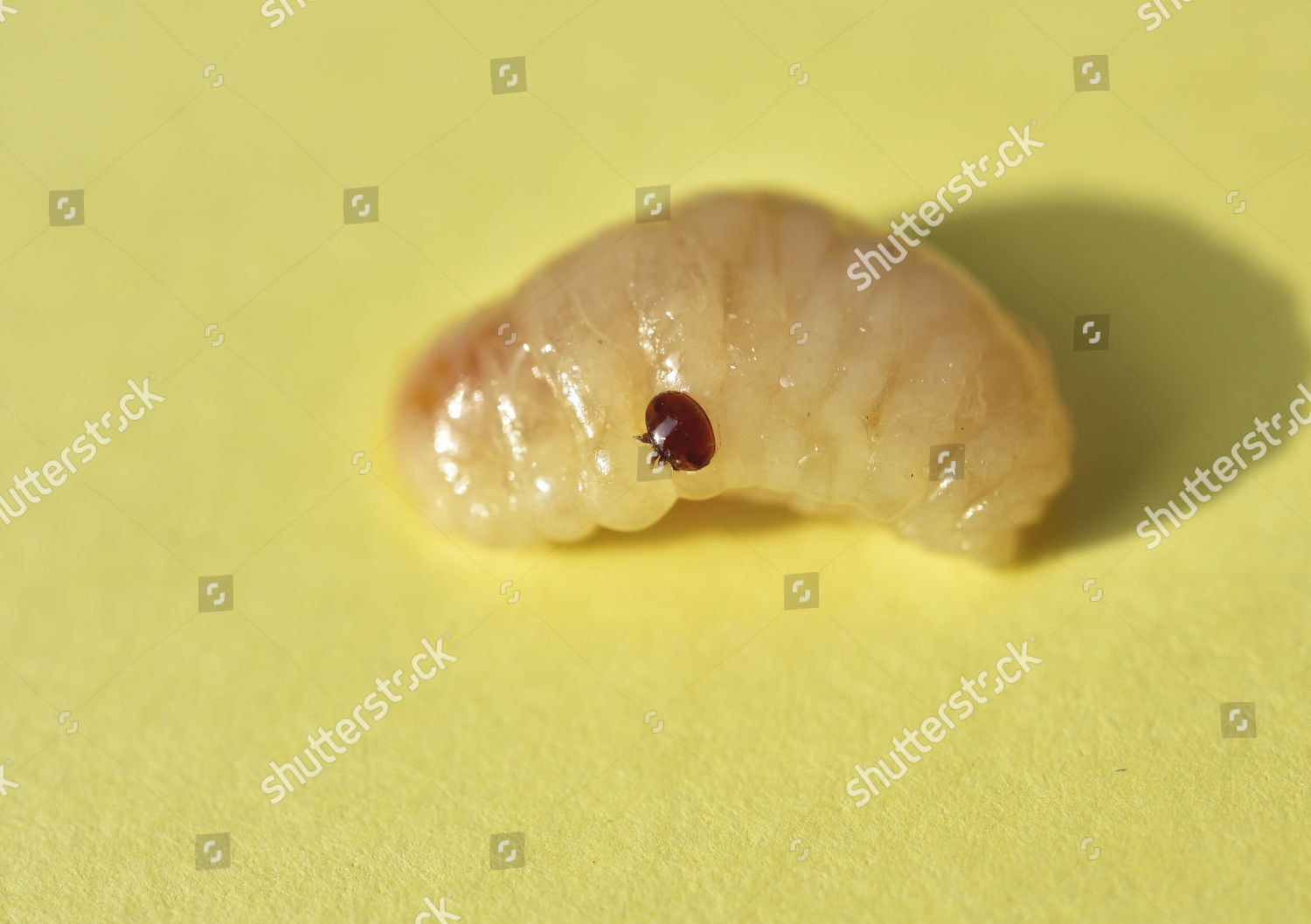 Adult Varroa Mite Varroa Destructor Syn Editorial Stock Photo - Stock ...