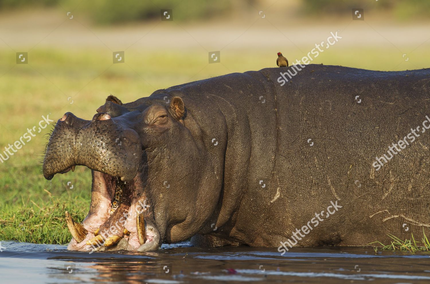 Hippopotamus Hippopotamus Amphibius Yawning Bull Enters Editorial Stock ...