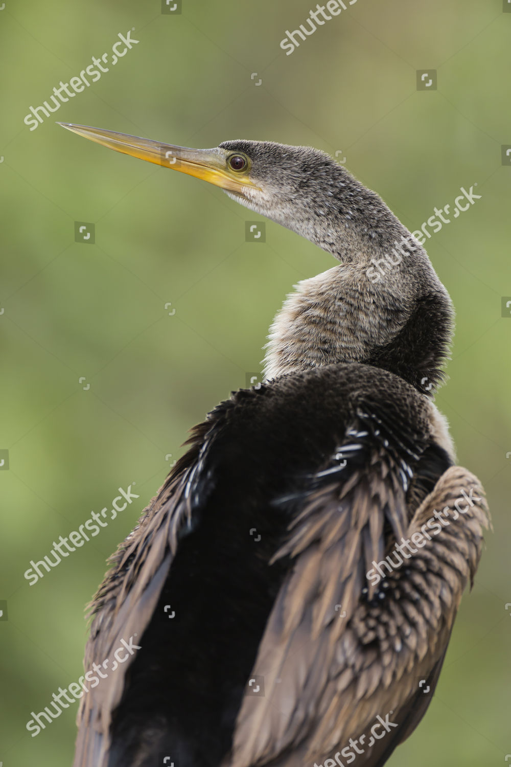 Anhinga Anhinga Anhinga Florida Everglades Usa Editorial Stock Photo ...
