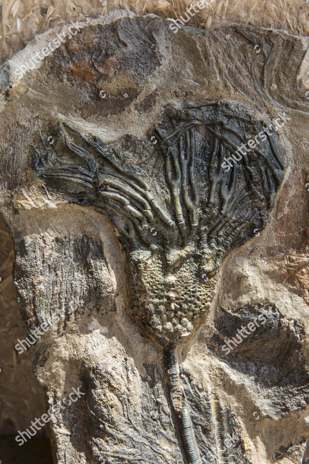 Crinoidea Fossil Sea Lily Crowns Found Editorial Stock Photo - Stock ...