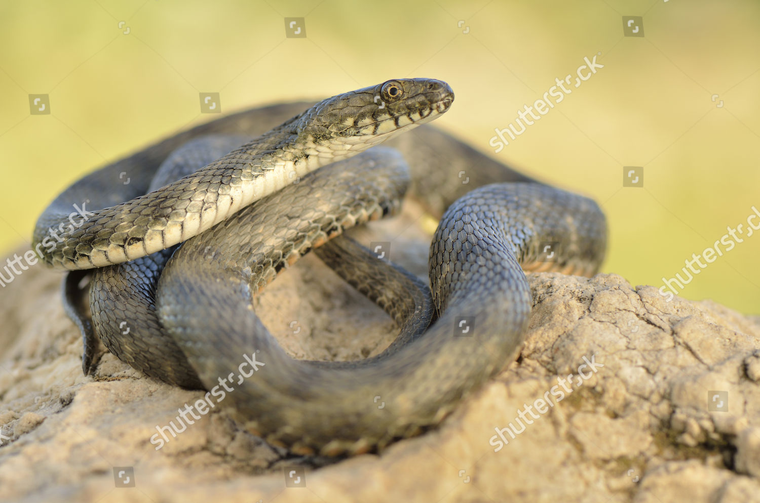 Adult Dice Snake Natrix Tessellata Patara Editorial Stock Photo - Stock ...