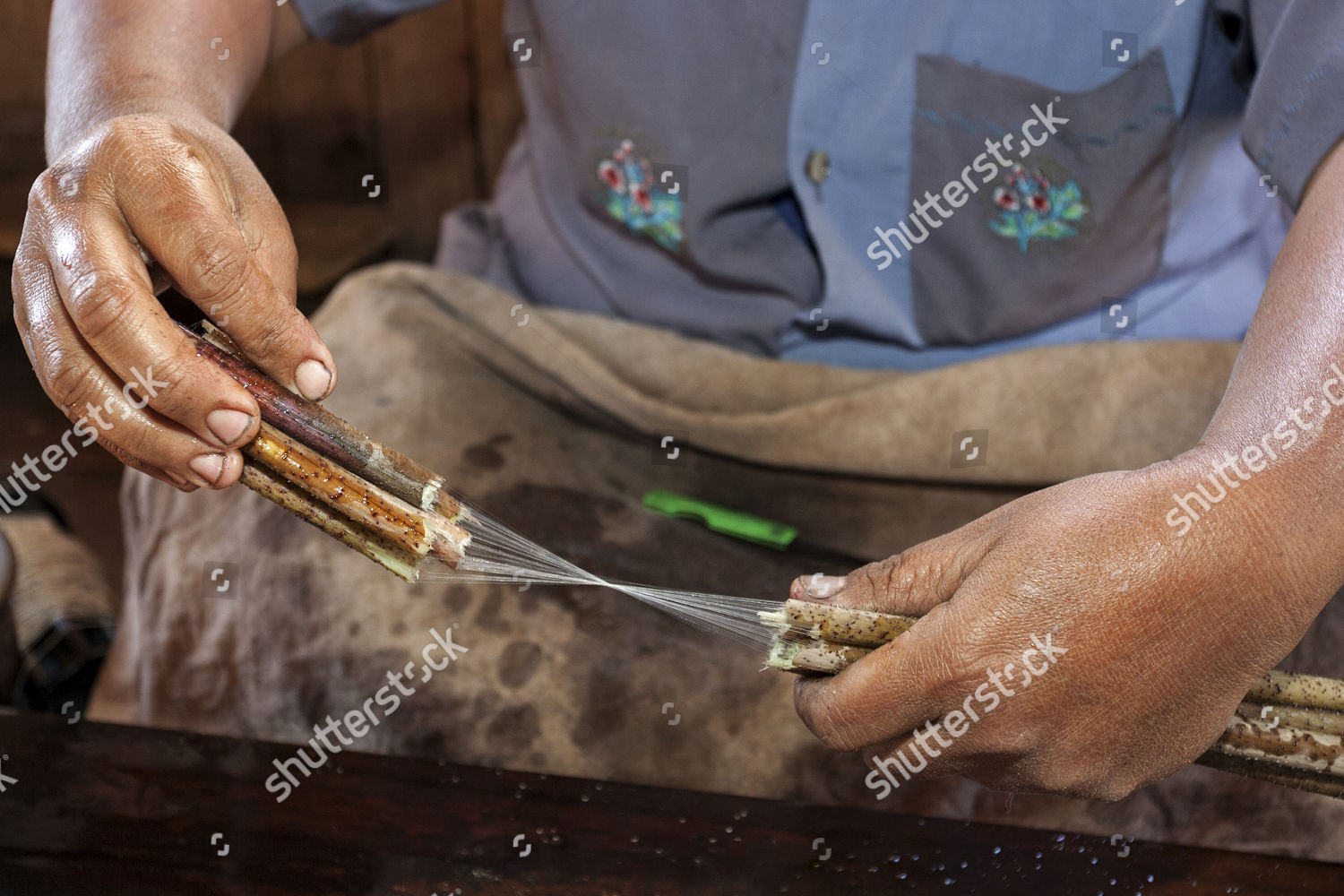 Production Threads Stems Lotus Plants Lotus Editorial Stock Photo ...