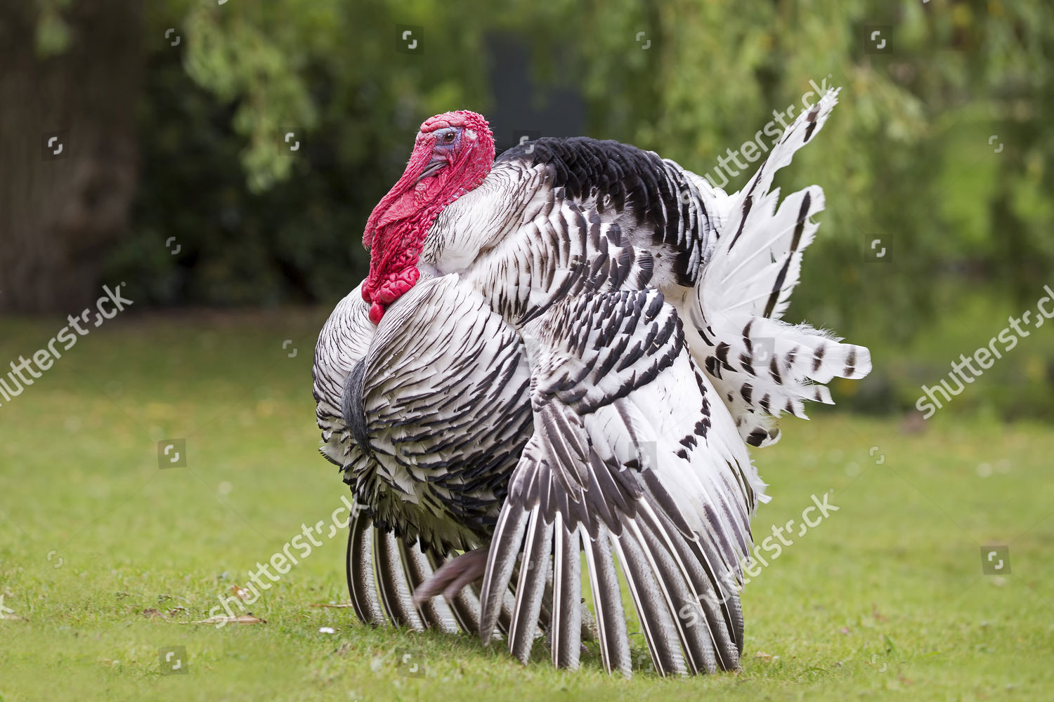 Domesticated Turkey Meleagris Gallopavo F Domestica Editorial Stock ...