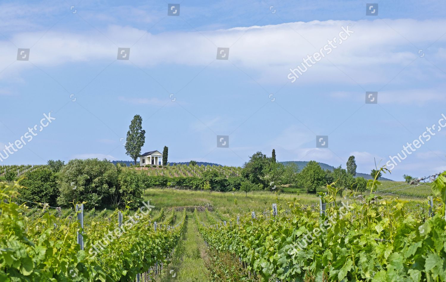 Small Vineyard Temple Vineyard German Wine Editorial Stock Photo ...