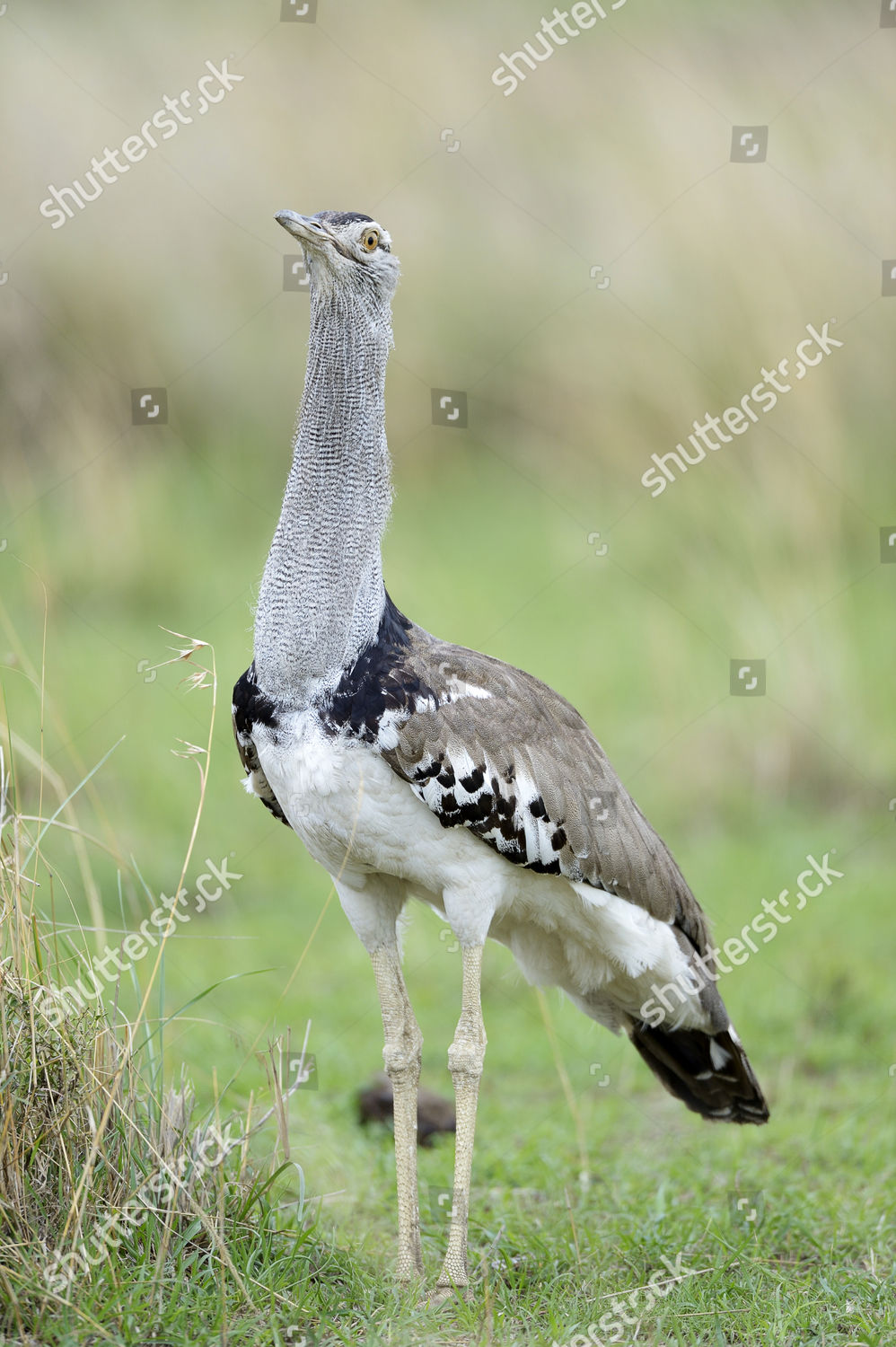 Kori Bustard Ardeotis Kori Maasai Mara Editorial Stock Photo - Stock ...