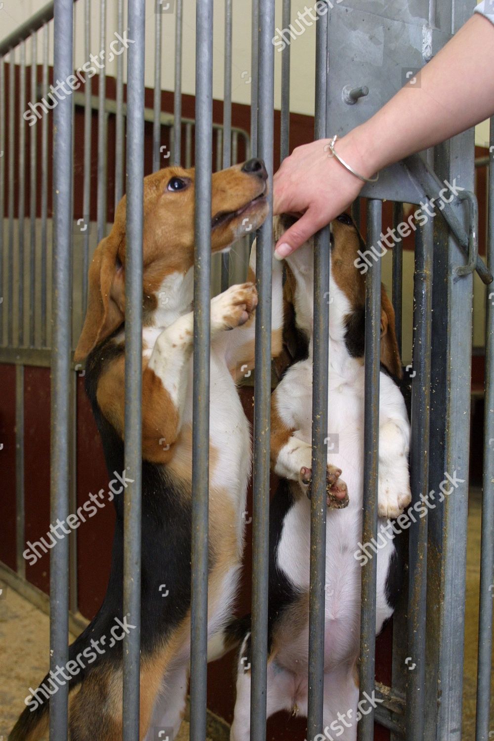 Beagle Puppies Go Two Pen Companys Editorial Stock Photo - Stock Image ...