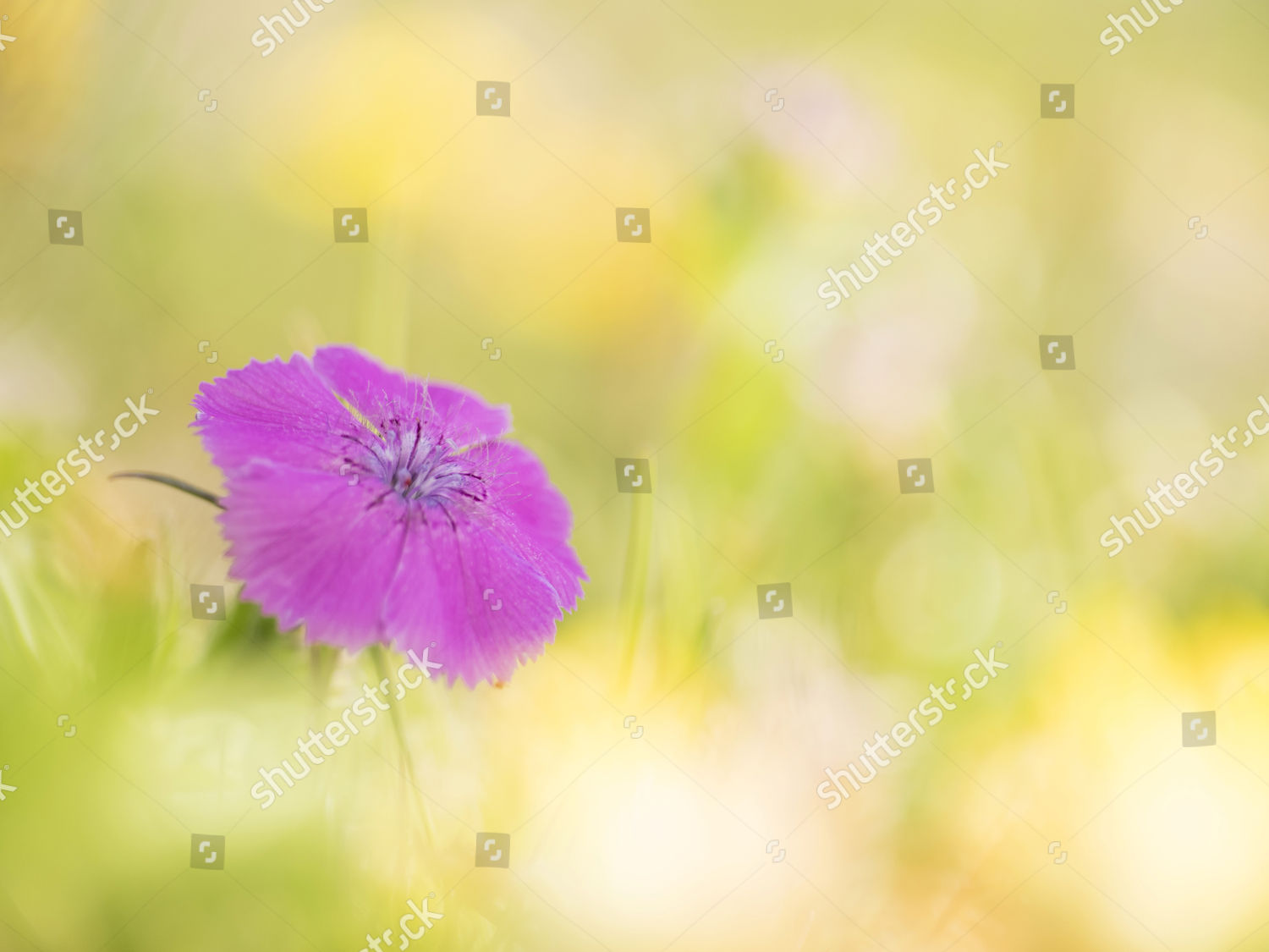 Alpine Pink Dianthus Alpinus Alpine Meadow Editorial Stock Photo ...