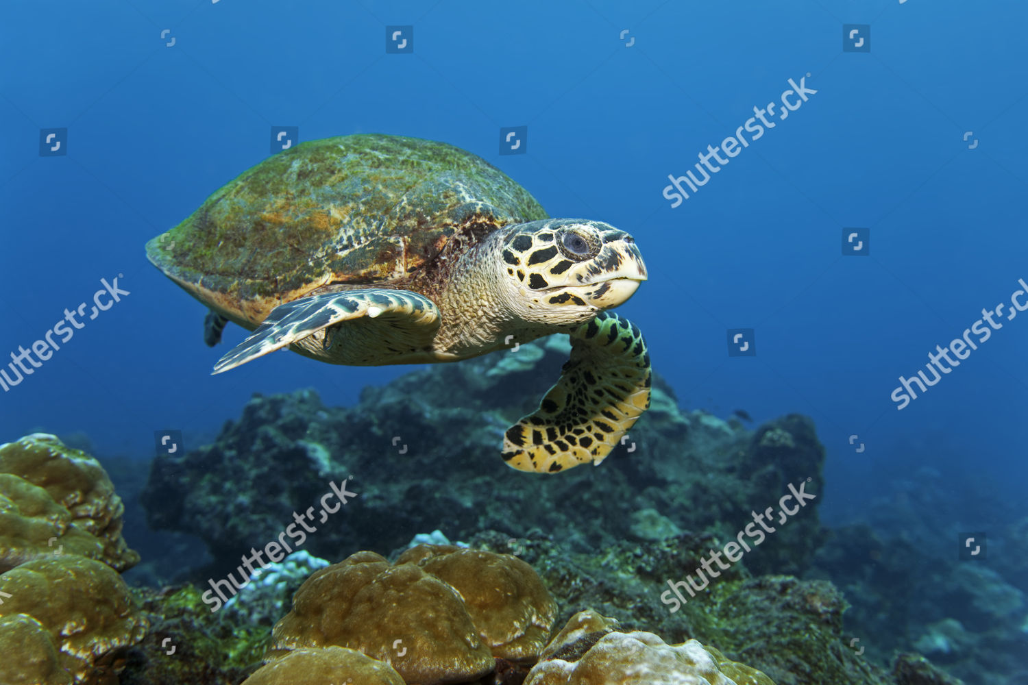 Loggerhead Sea Turtle Loggerhead Caretta Caretta Editorial Stock Photo ...